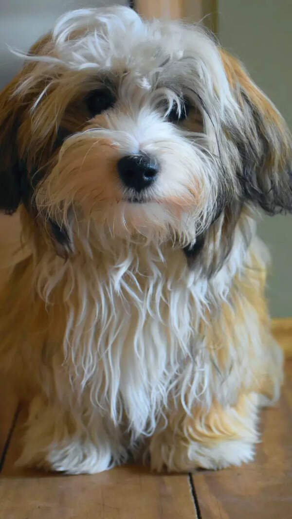 Taylor Swift teases new song 'Gorgeous' | English Movie News - Times of ...