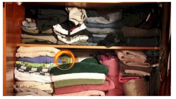 Optical illusion: Can you spot the cat in this cupboard in 5 seconds ...