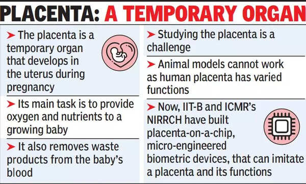 Nutrient: Iit & Icmr Make Devices That Mimic Human Placenta | Mumbai News - Times of India