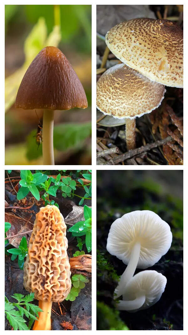 Kizhakku Vaasal: Manikam physically assaults Maya - Times of India