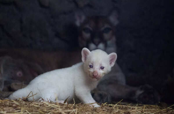 Wow! Rare albino puma cub born in Central American country Nicaragua ...