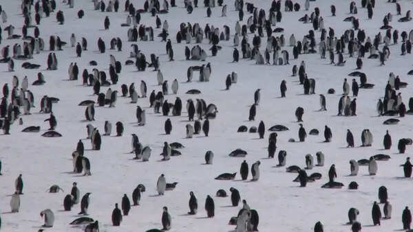 Shocking! Low ice levels leads to the death of thousands of Emperor ...