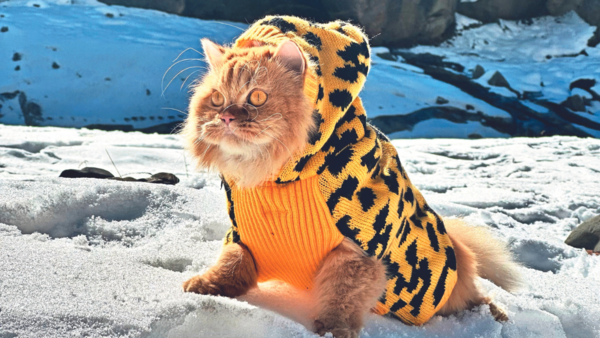 How to train your cat - Times of India