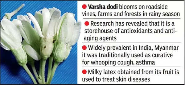 This roadside vine is a panacea for all aging woes | Vadodara News ...