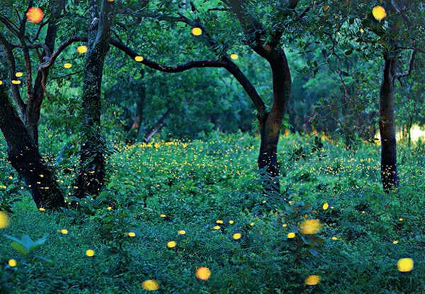 ‘From its enzymes to its role in the food chain, the little firefly is ...