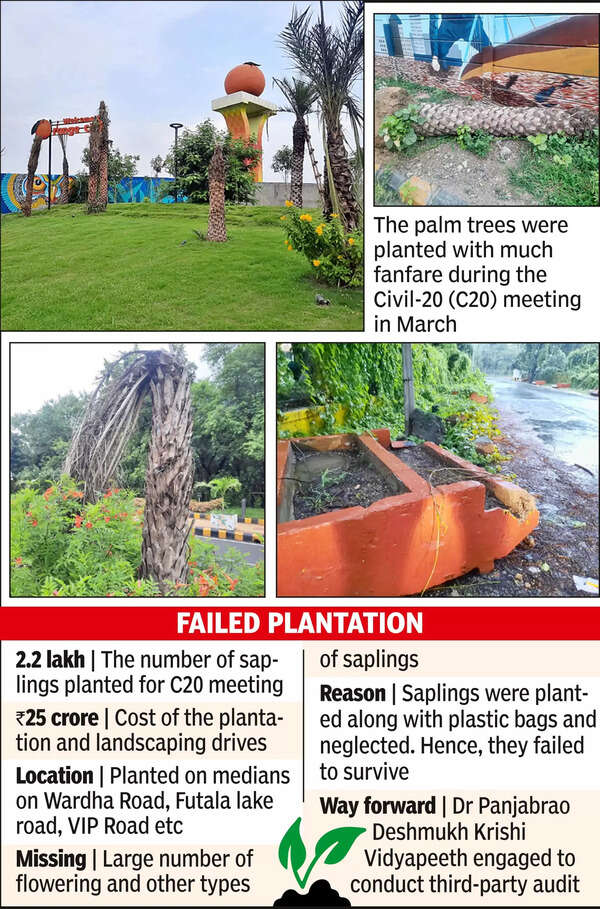Palm Trees: C20 Palm Trees Fail To Survive Despite Rains | Nagpur News ...