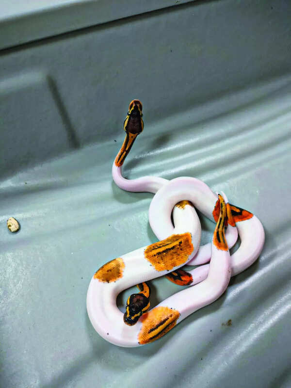 Chennai airport: Ball pythons, black squirrel seized from smuggler ...