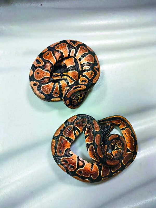 Chennai airport: Ball pythons, black squirrel seized from smuggler ...