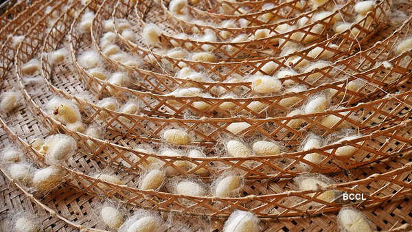 Silkworms infused with spider DNA offer a sustainable solution to the ...