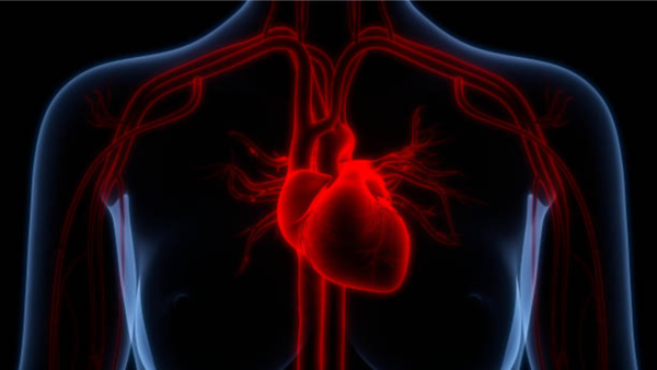 World Heart Day: Here's what you need to know about cardiac arrest and ...