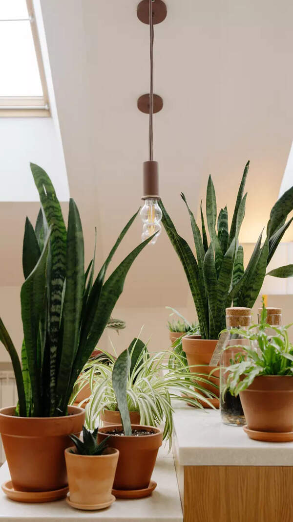 IIT-B to lock lips with Kochi's 'Kiss of Love' movement | Mumbai News ...