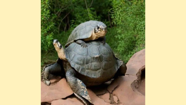 Optical illusion: Squint your eyes to find MS Dhoni in this turtle ...