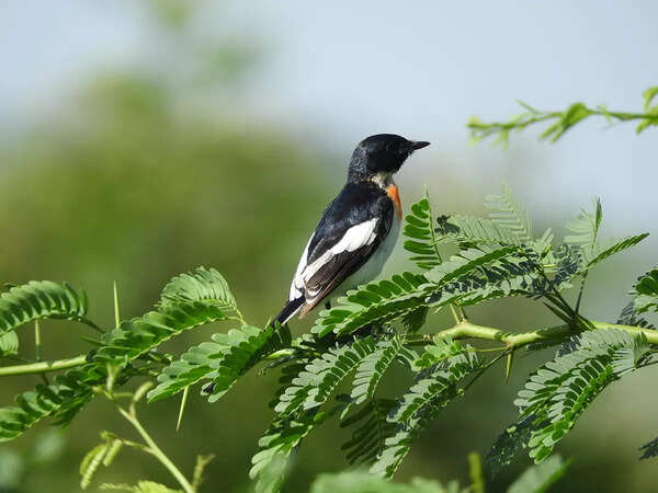 Medicine: ‘Our study found 208 bird species in Udaipur — Indian cities ...