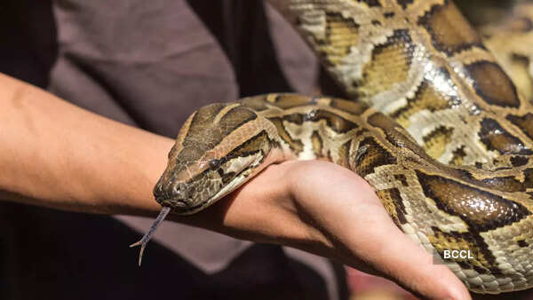 Man dumps his girlfriend's pet pythons after breaking up with her ...