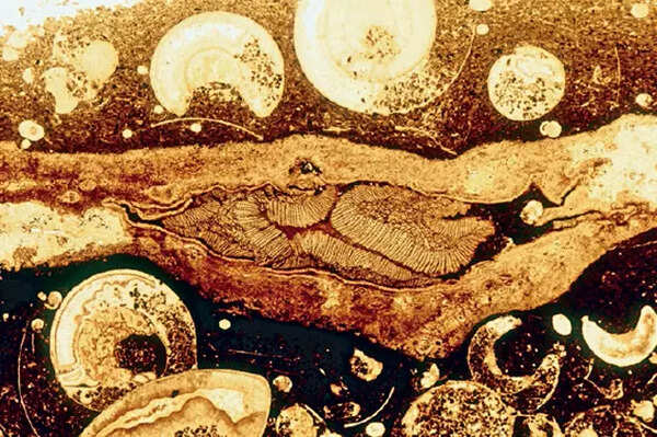 ‘The fossil record shows how plants shaped Earth— they sculpted ...