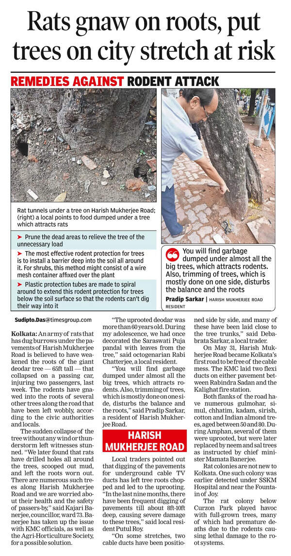 Sports Nutrition: Dhakuria Resident’s Rodent Sos To Mayor As Rat Menace ...
