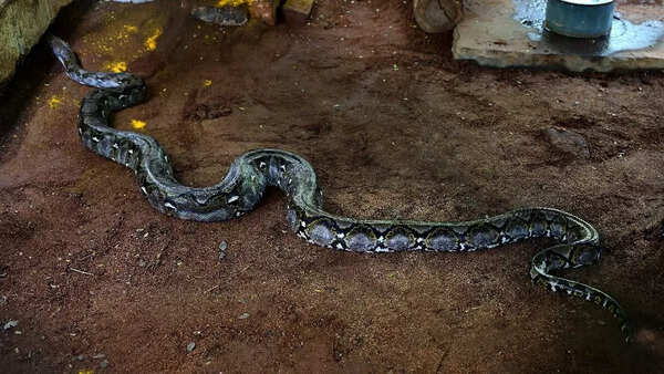 Viral video: Massive 18-foot Burmese python in Florida eats 5-foot ...