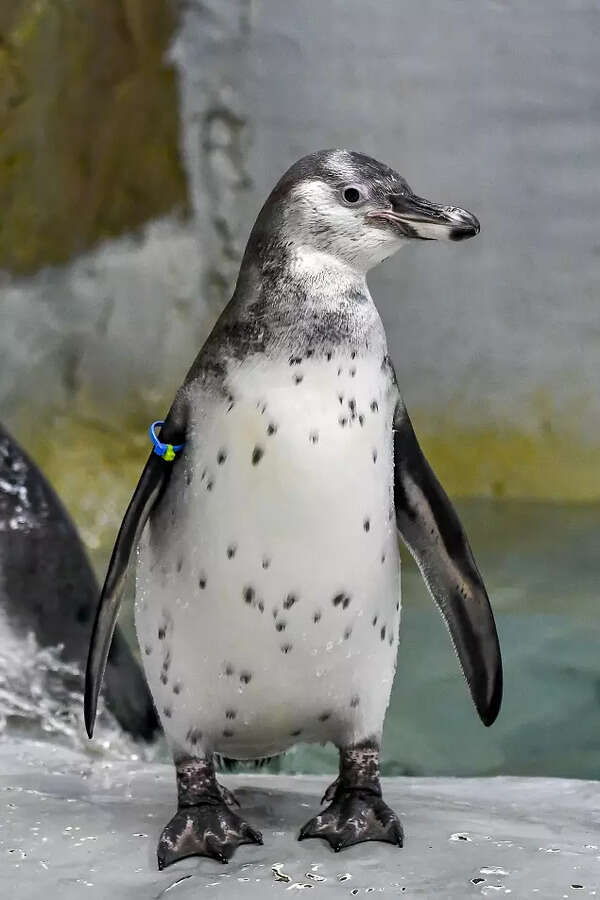 Mumbai's Byculla zoo welcomes three more penguins | Mumbai News - Times ...