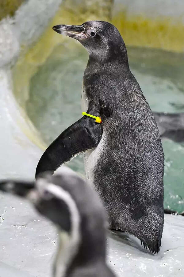 Mumbai's Byculla zoo welcomes three more penguins | Mumbai News - Times ...