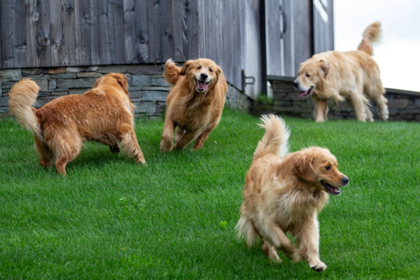 THIS dog farm organises "happy hour" with golden retrievers for ...