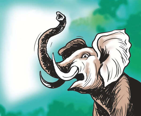 Wildlife: Tantea Factory Worker Killed In Tusker Attack | Coimbatore ...