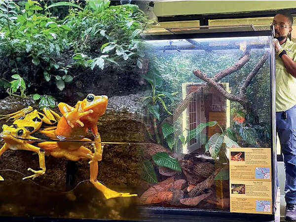 'To save Panama's golden frogs, we learnt to collect, bathe and feed ...
