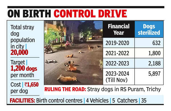 Sterilization Drive: Sterilization Drive in Trichy: Controlling Stray ...
