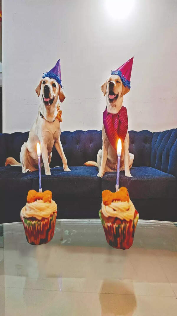 Pet parents try millets for their pets' healthy meals - Times of India