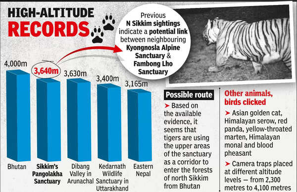 Tiger, Sikkim Sanctuary, India: At Top Of 3,640m, Tiger In Sikkim ...