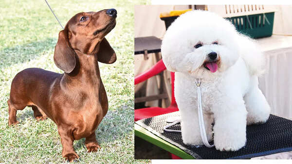 Paws and applause: It’s show time for these rare breeds of dogs ...
