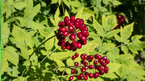 Red Berries Side Effects: Why should you avoid eating these red berries ...