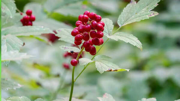 Red Berries Side Effects: Why should you avoid eating these red berries ...