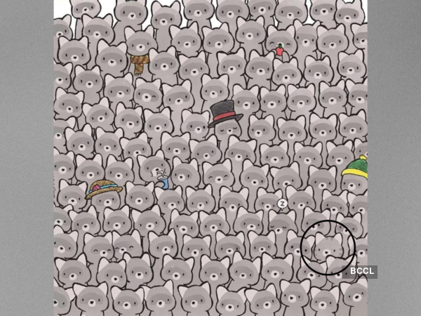 Only true cat lovers can spot a cat's face under 7 seconds - Times of India