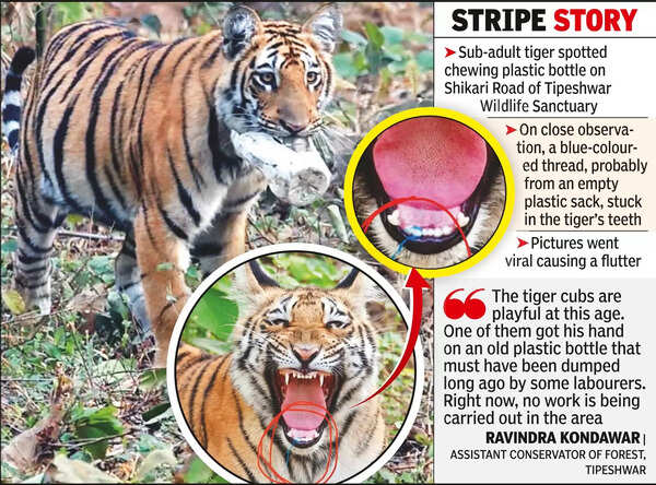 Tiger Found Playing With Plastic Bottle, Thread Stuck In His Teeth ...