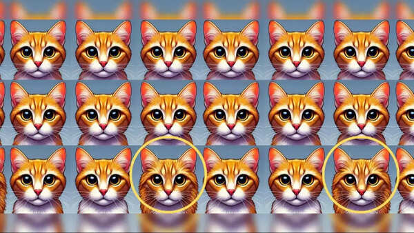 Optical Illusion: Find the odd kitty in this picture within 10 seconds ...