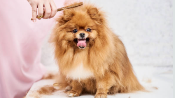 Pamper Your Pets With The Right Skincare This Season - Times of India