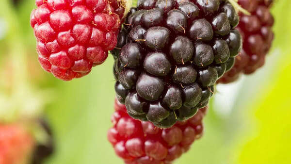 What is Tayberry? What makes this rare berry so unique? - Times of India