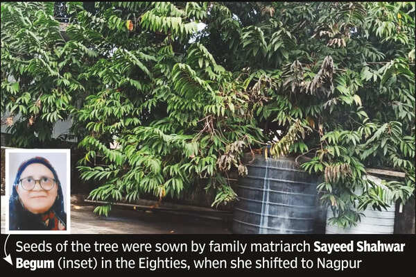 Alis Protecting Ramphal Tree: The Alis protecting a decades-old Ramphal ...