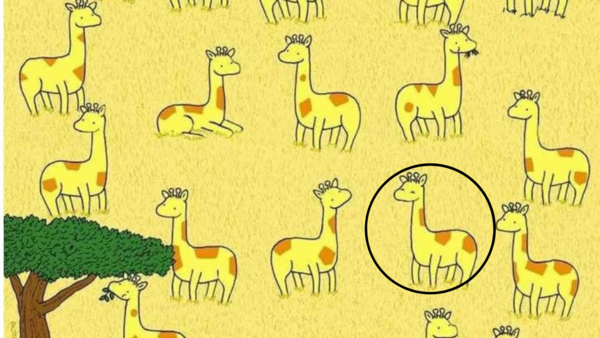 Optical Illusion: Find the odd giraffe in this picture | - Times of India