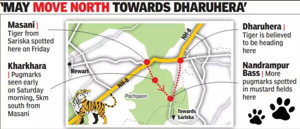 Tiger: Tiger Spotted in Mustard Fields of Rewari: Drone Searches for It ...