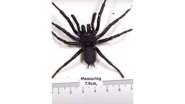 Record-breaking male funnel web spider "Hercules" at Australian Reptile ...
