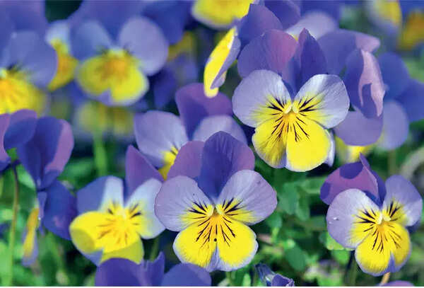 ‘Plants are moving beyond pollinators now, undoing coevolution millions ...