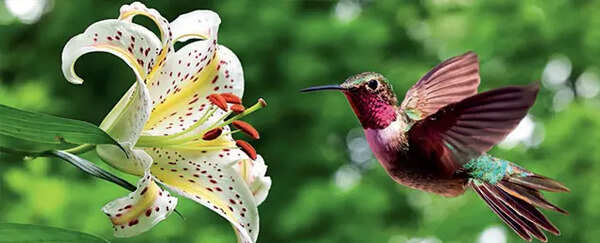 ‘Plants are moving beyond pollinators now, undoing coevolution millions ...