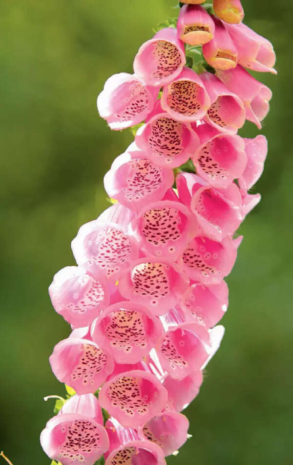 ‘Plants are moving beyond pollinators now, undoing coevolution millions ...