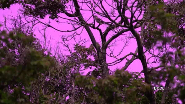 Animal Vision: New Camera Reveals How Animals Perceive Colour | - Times ...