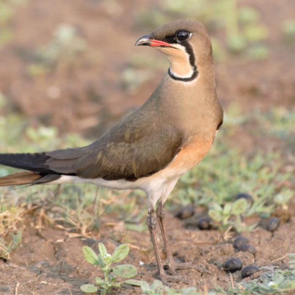 Hakki Habba unveils birds status at Almatti water park | Bengaluru News ...