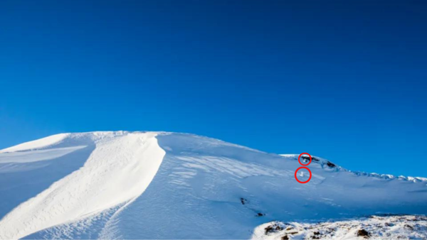 Spotting Hidden Birds in A Winter Optical Illusion | - Times of India