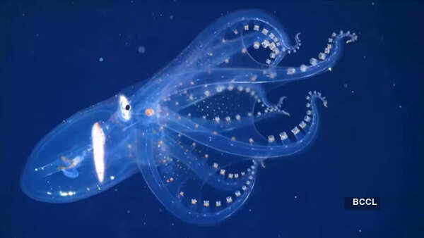 Rare Finding: Scientists Capture the Elusive Glass Octopus | - Times of ...