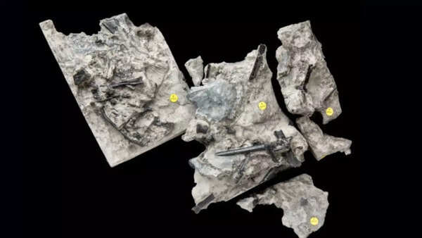 165-million-year-old flying dinosaur species discovered on Scottish ...