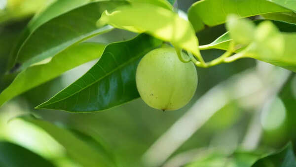 What is Jaiphal? How is this Indian spice beneficial for health | - The ...